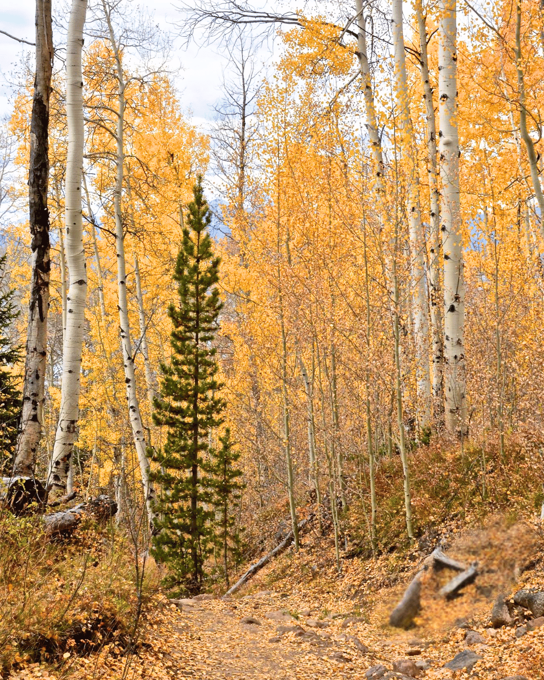 20 Best Fall Hikes in Colorado for Vivid Colors - Unseen Colorado