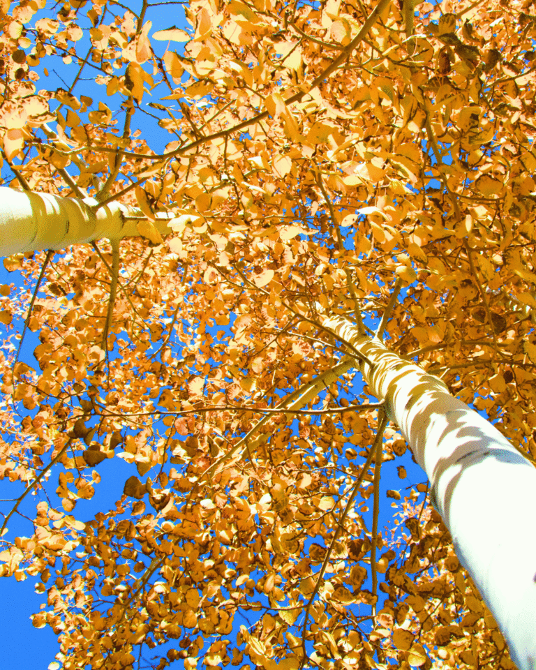 14 Best Places to See Fall in Colorado - Unseen Colorado