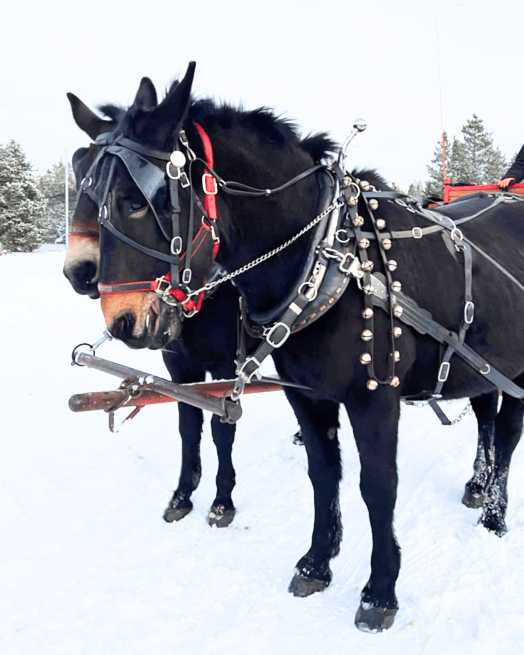 16 Most Magical Christmas Towns in Colorado - Unseen Colorado