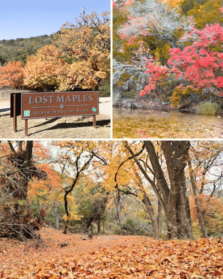 Where to Catch Texas’ Best Fall Colors - Unseen Colorado